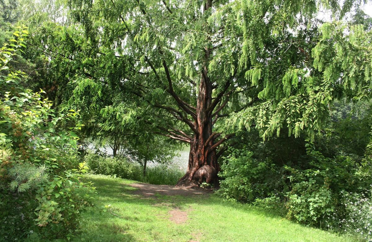 High Park, Urban Orchard and other Toronto tree tours