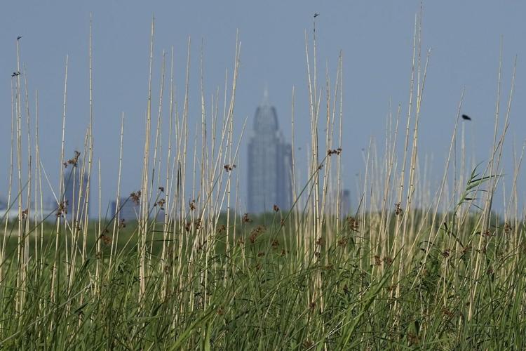 Conservationists try to protect ecologically rich Alabama delta from ...