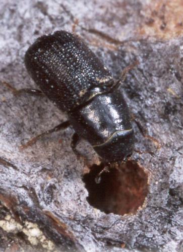 pine beetle alberta