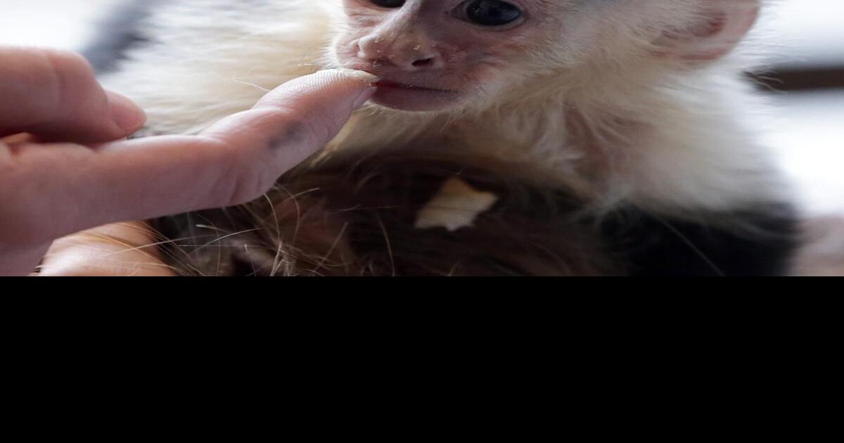 Monkey lost since Saturday on Vancouver Island continues to evade capture