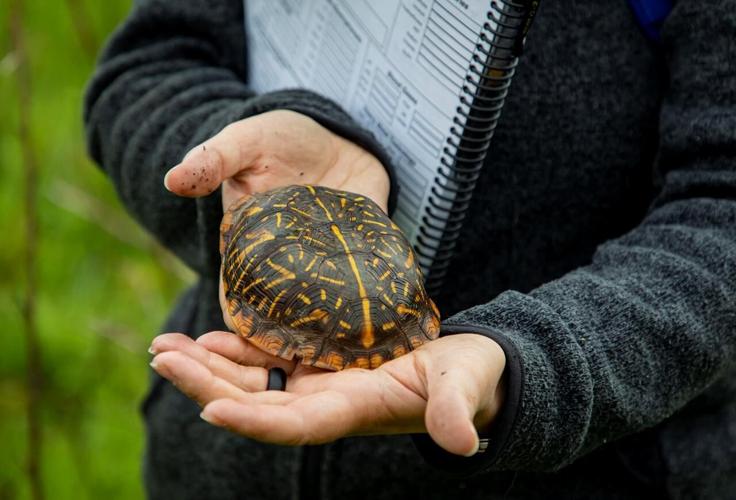 Illinois researchers working to save ornate box turtles