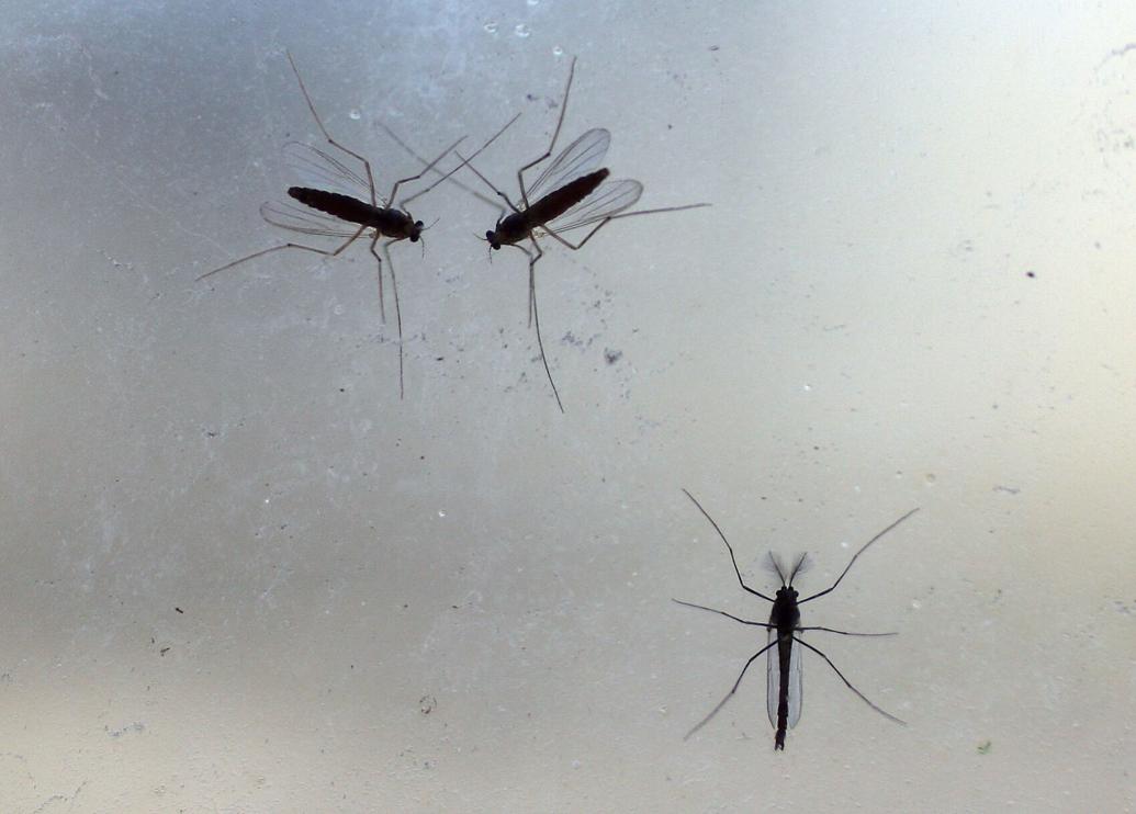 Why do swarms of midges come out every spring in Toronto?