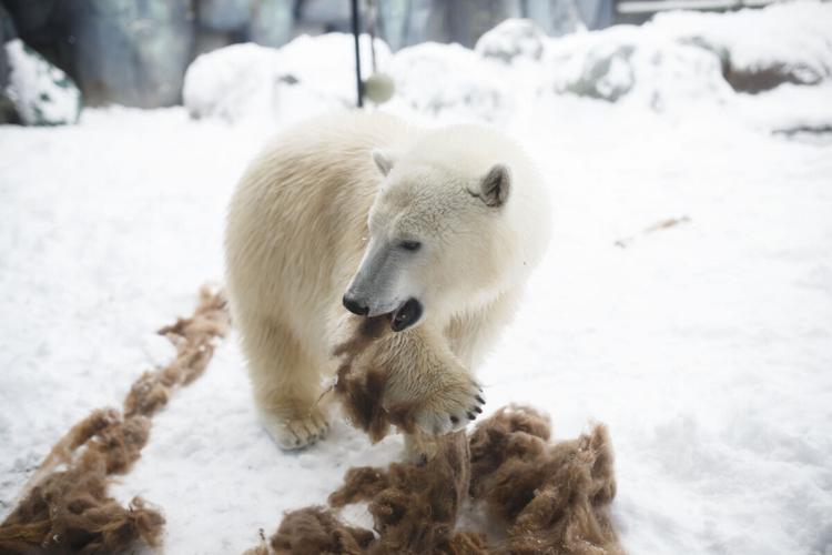 Toronto Zoo animals getting bored during city’s early–winter deep freeze