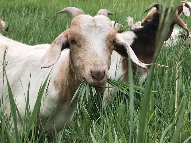 Weed-eating goats on the job at Rundle Park
