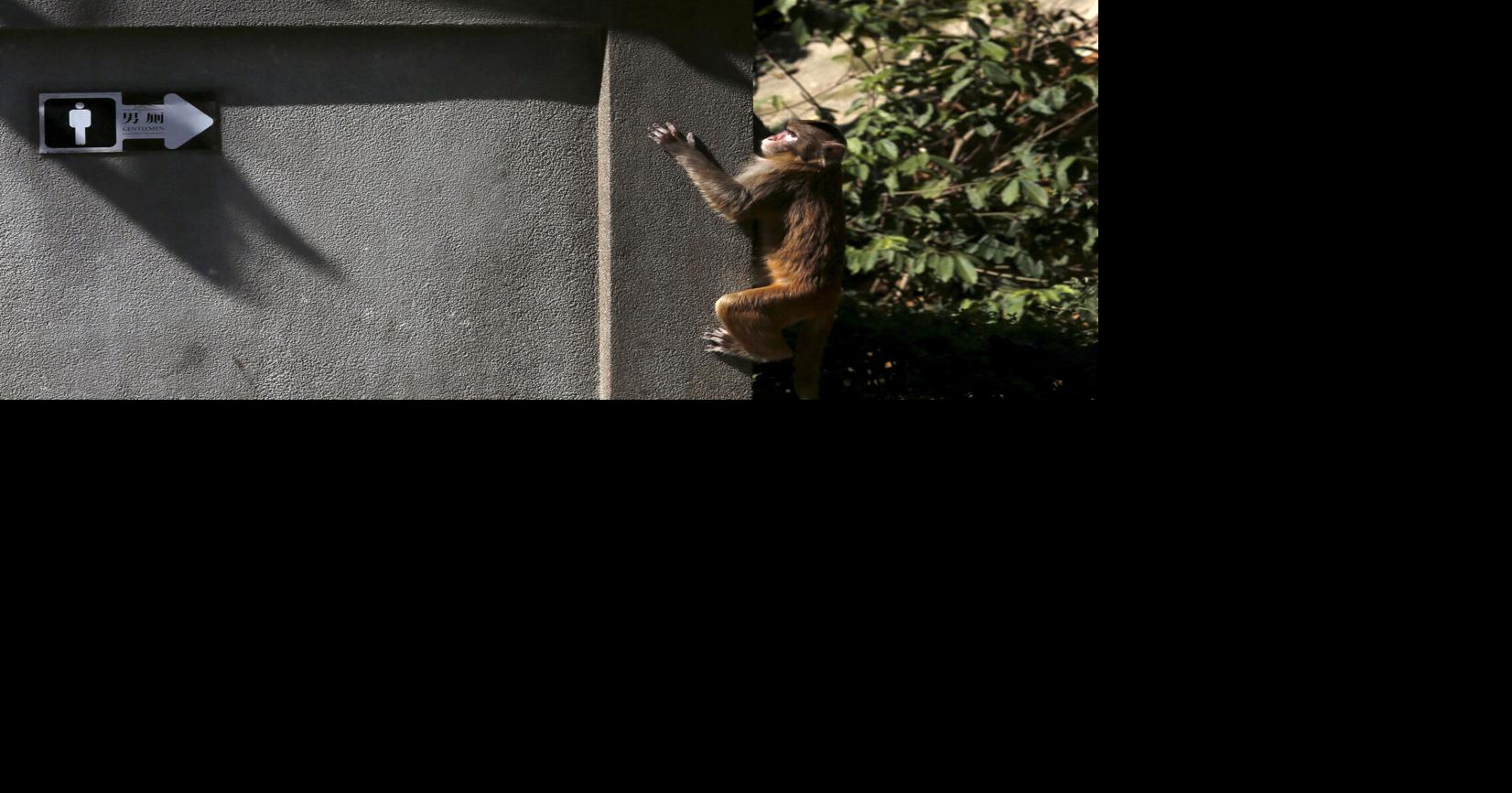 Monkey pee monkey poo