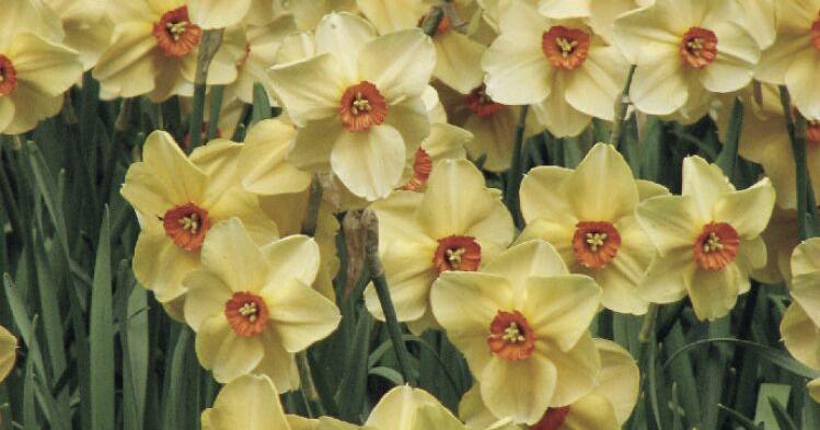 The Real Dirt: Go daffy over daffodils