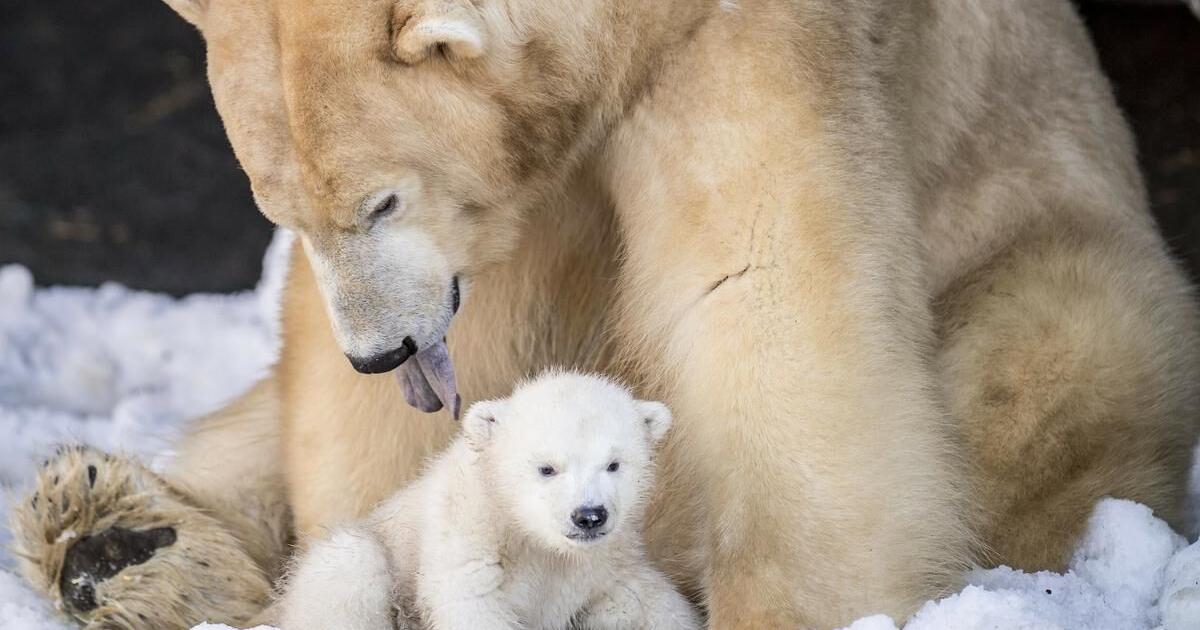 Coastal Labrador on alert after polar bears sighted roaming through town