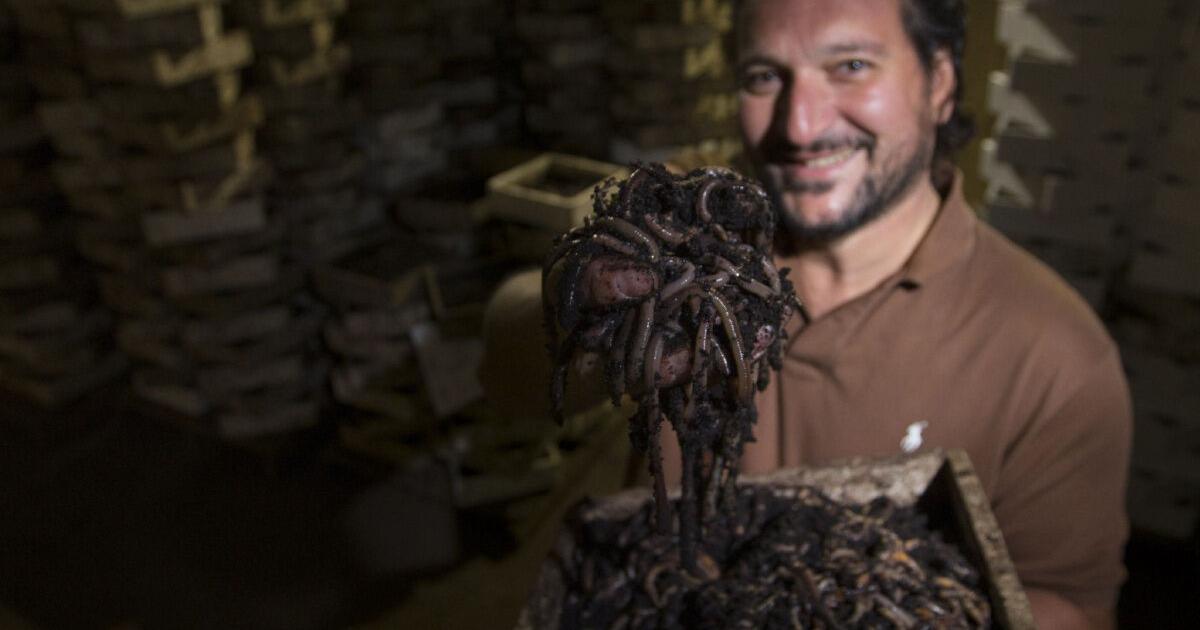 Worm picking a slippery industry in Toronto