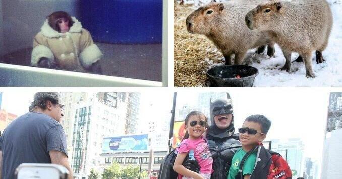 Toronto the weird: from a clown riot to runaway capybaras