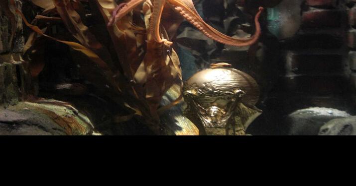 Iran’s newest state enemy: an octopus