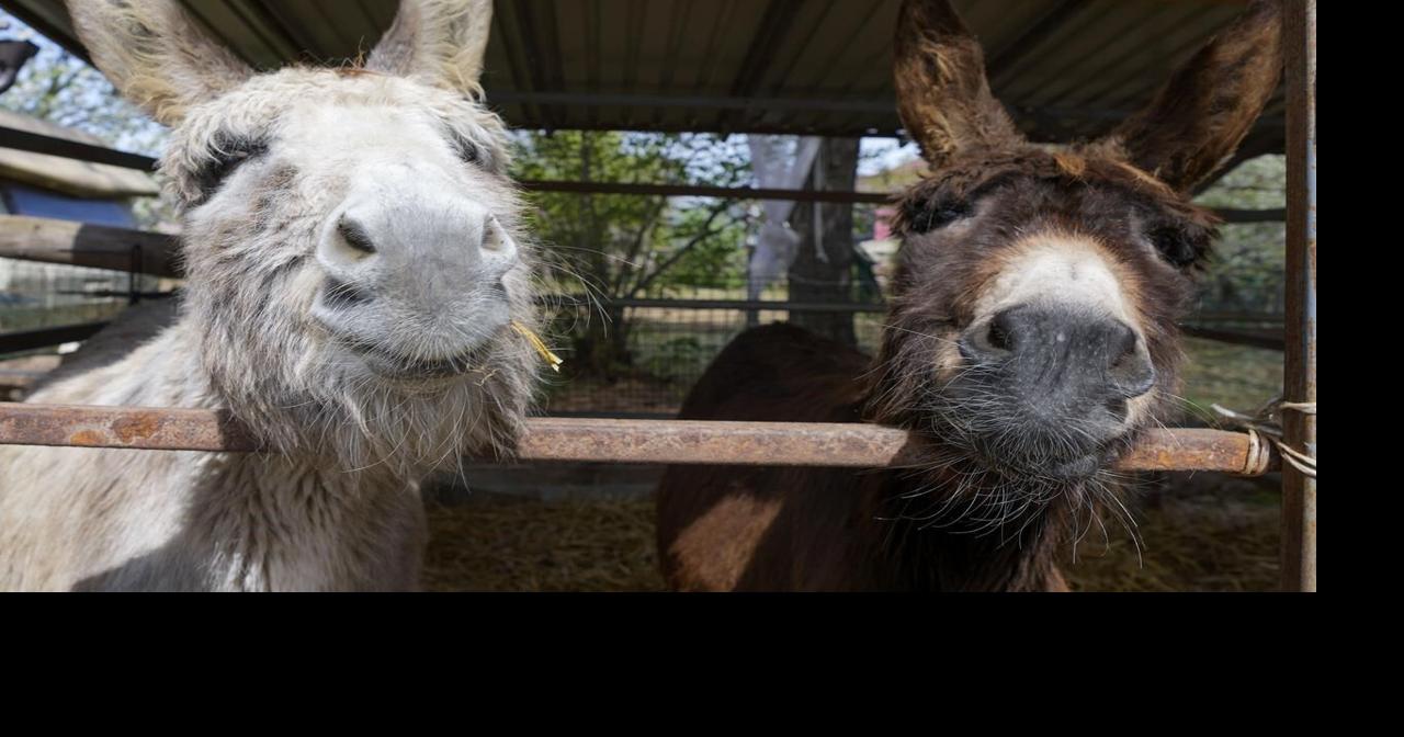 Serbia's only horse sanctuary has cared for dozens of tortured, old and ...