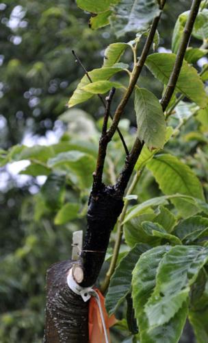 Chopping, grafting can result in beautiful fruit trees
