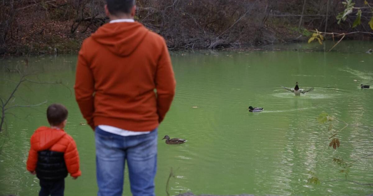 Toronto dye testing turns ponds and creeks bright green
