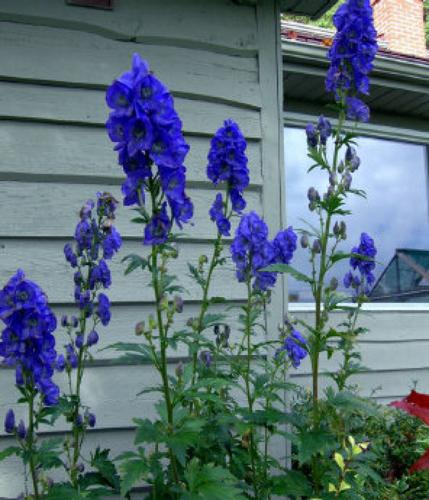 monkshood poison effects