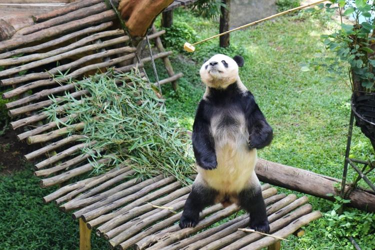 Indonesia's panda cub Rio thriving 40 days after birth