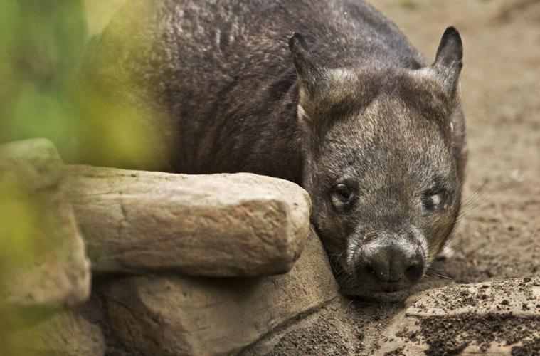 World's oldest wombat turns 33 at Toronto Zoo
