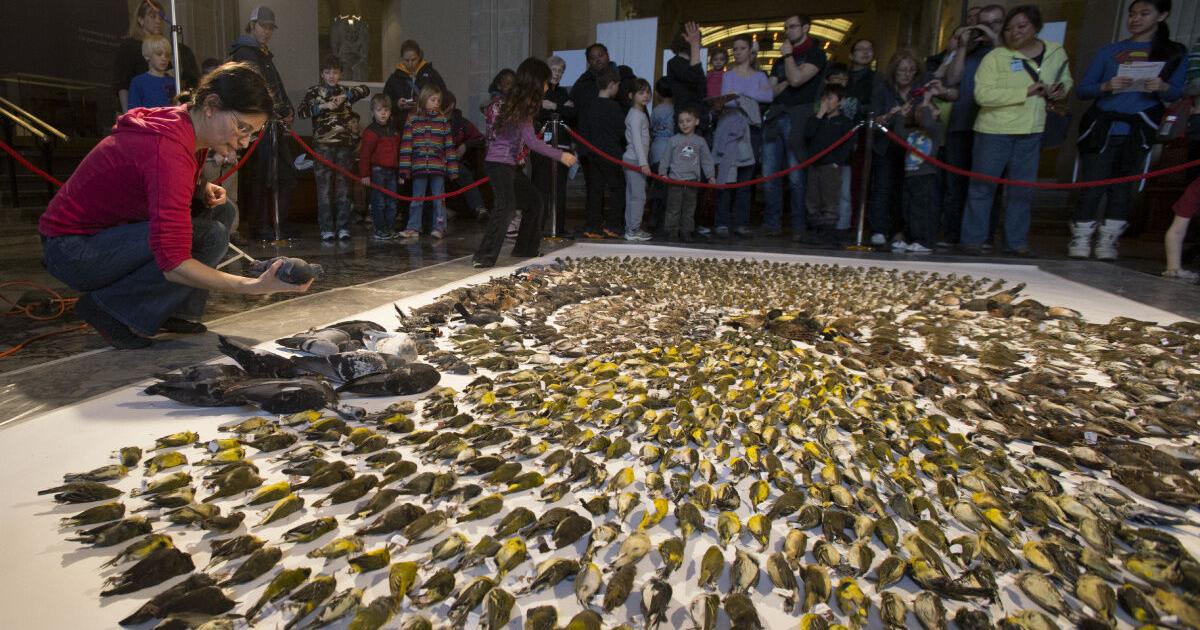 Ontario all squawk, no action on protecting migrating birds: Opinion