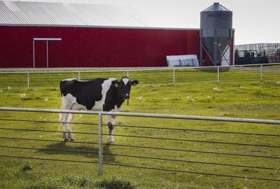 holstein cattle escape