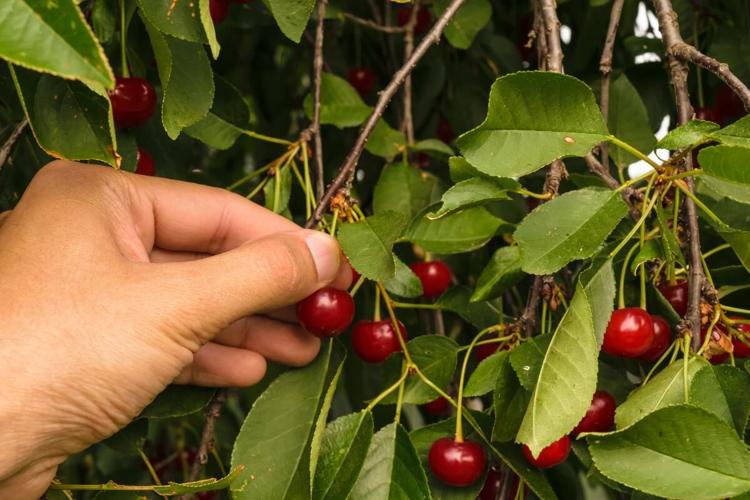 Toronto gardener Susan Poizner is planting the idea of orchards across ...