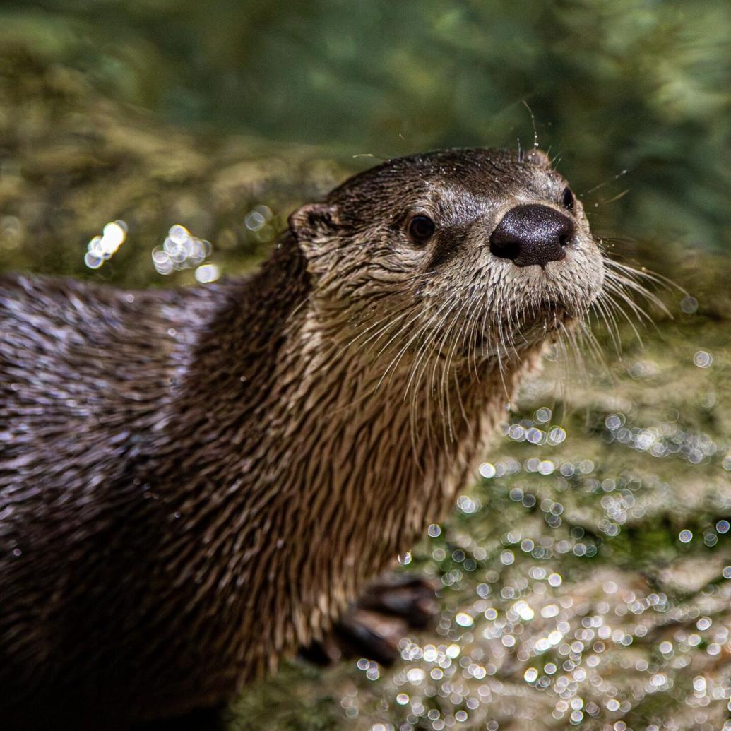 Three otter pups born at the Toronto Zoo, first in decades