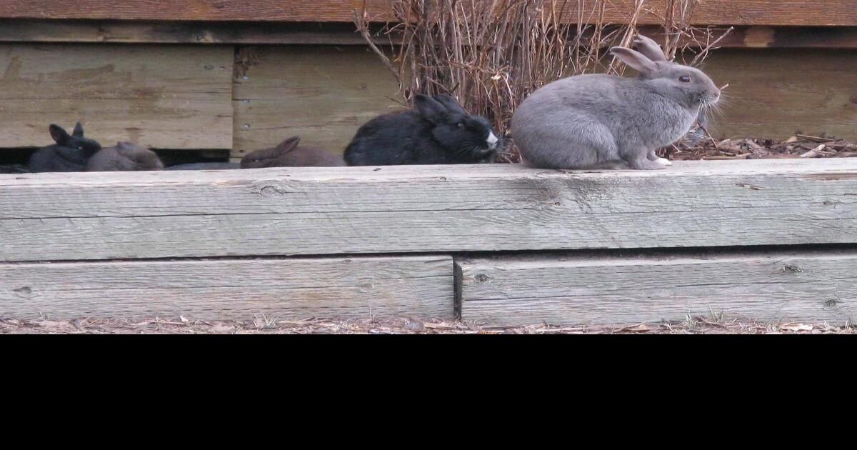 Bunnies are still swarming Canmore despite a cull