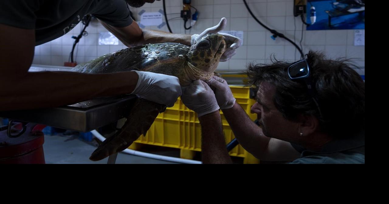 Rescued sea turtles in Israel released back to the wild
