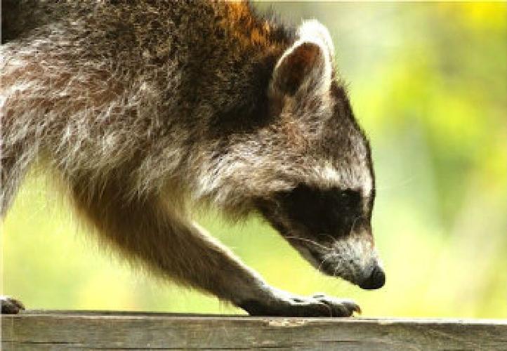 squirrel with neurological problems