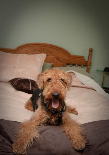 If your dog deliberately disobeys, you have a motivation problem