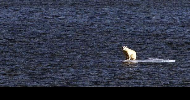 Polar bears not endangered, panel finds