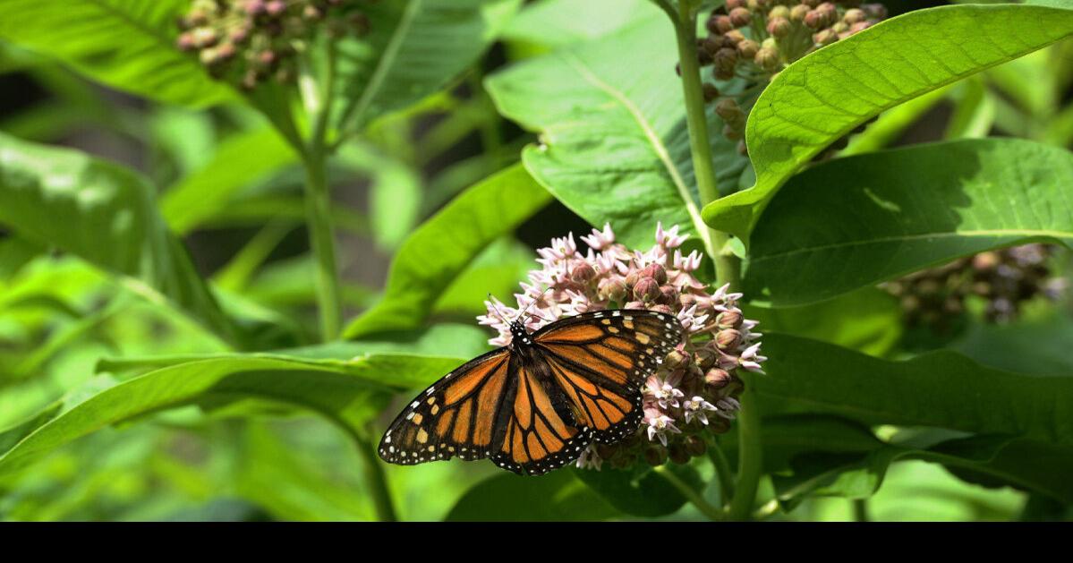 Monarch butterfly decline due to loss of milkweed, new study shows