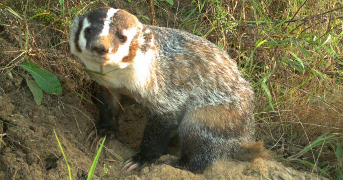 Ontario farmers have become badgers’ unlikely friends: The New Farm