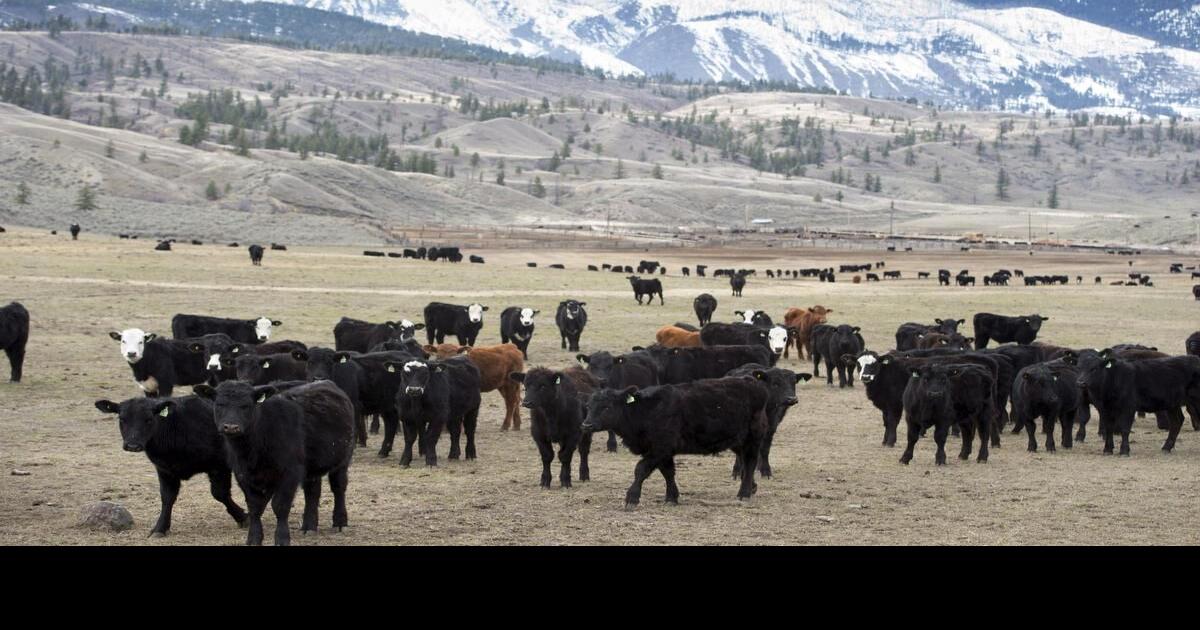 Manitoba cattle producers say they may have to reduce herds due to hay ...