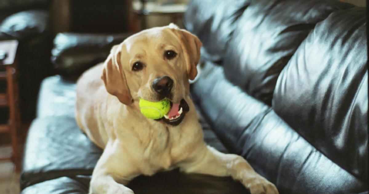 Fiorito: Have you seen Johnny the dog?