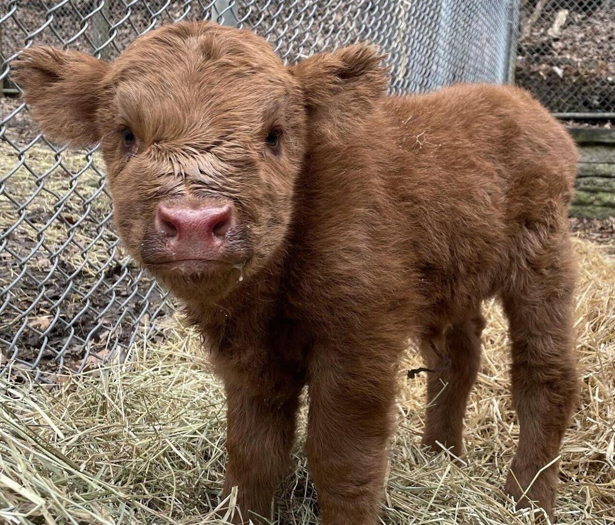 fluffy cows name