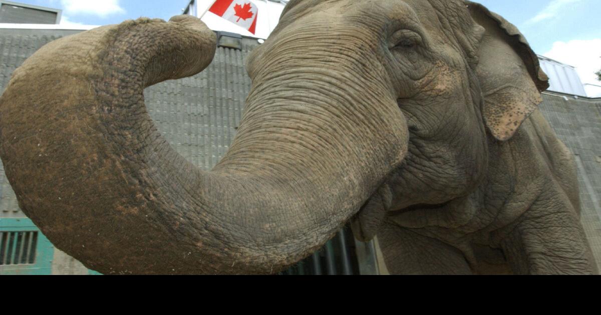 Lucy the elephant to stay put in Edmonton: court