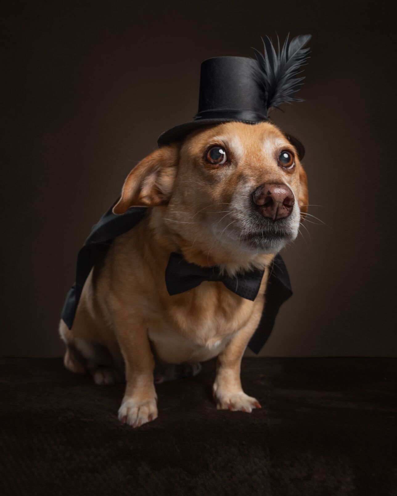Photographer honours bond between Toronto dogs and humans