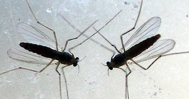 Clouds of midges? That’s just bug love