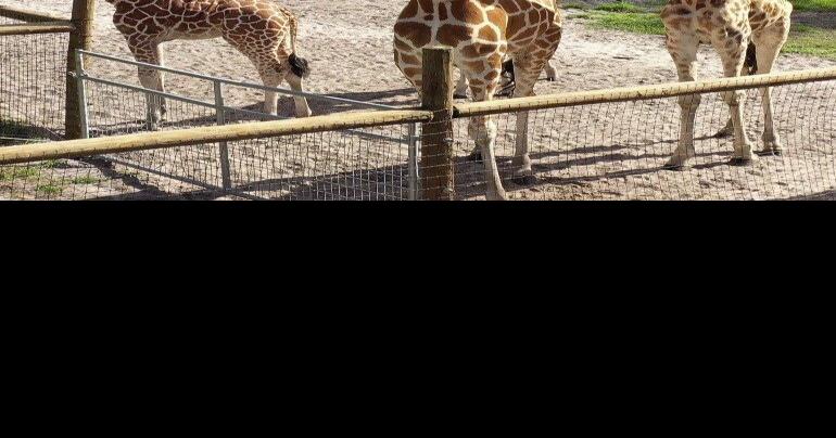 Giraffe Ranch brings a unique safari tour, complete with camels, to ...