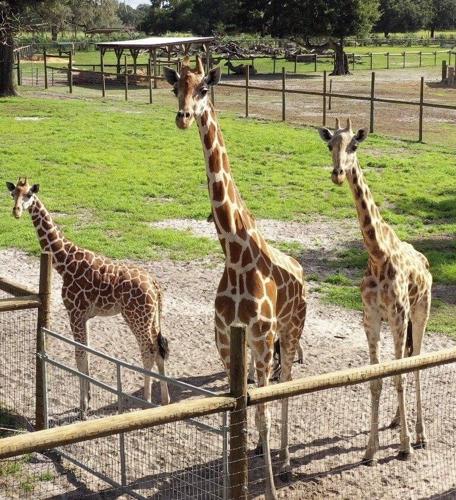 Giraffe Ranch brings a unique safari tour, complete with camels, to ...