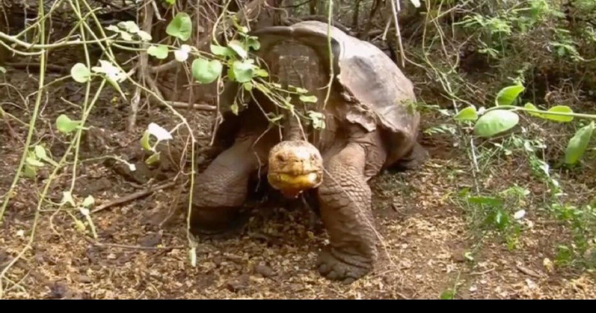 Goodbye Lonesome George, hello Diego: Galapagos’ new star tortoise a ...