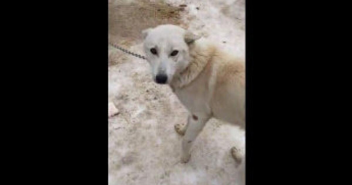 OSPCA investigating alleged cruelty at Barrie-area sled dog kennel