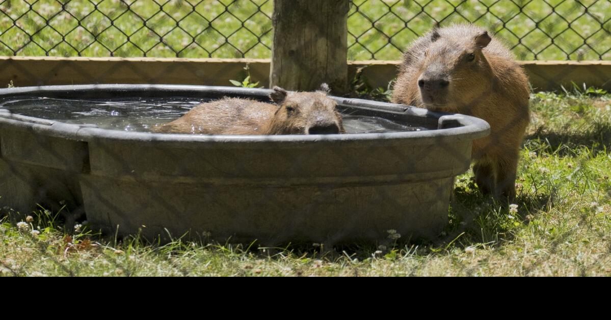 Friends of High Park Zoo fundraises for new capybara enclosure