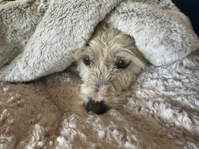 Fugitive dog recaptured in New Orleans after gaining national fame for ...