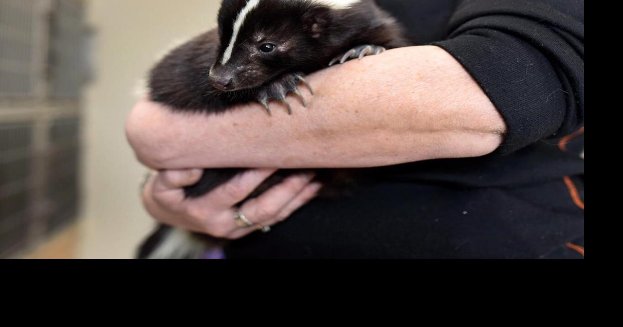 ‘Pretty simple animals’: Alberta city hires trapper for free skunk removal