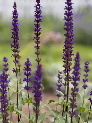 Chelsea Chop is the catchy new name for a classic gardening technique