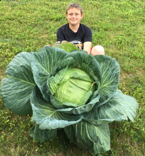 Boy, 9, nurses cabbage plant into 13-kg monster and wins $1,000