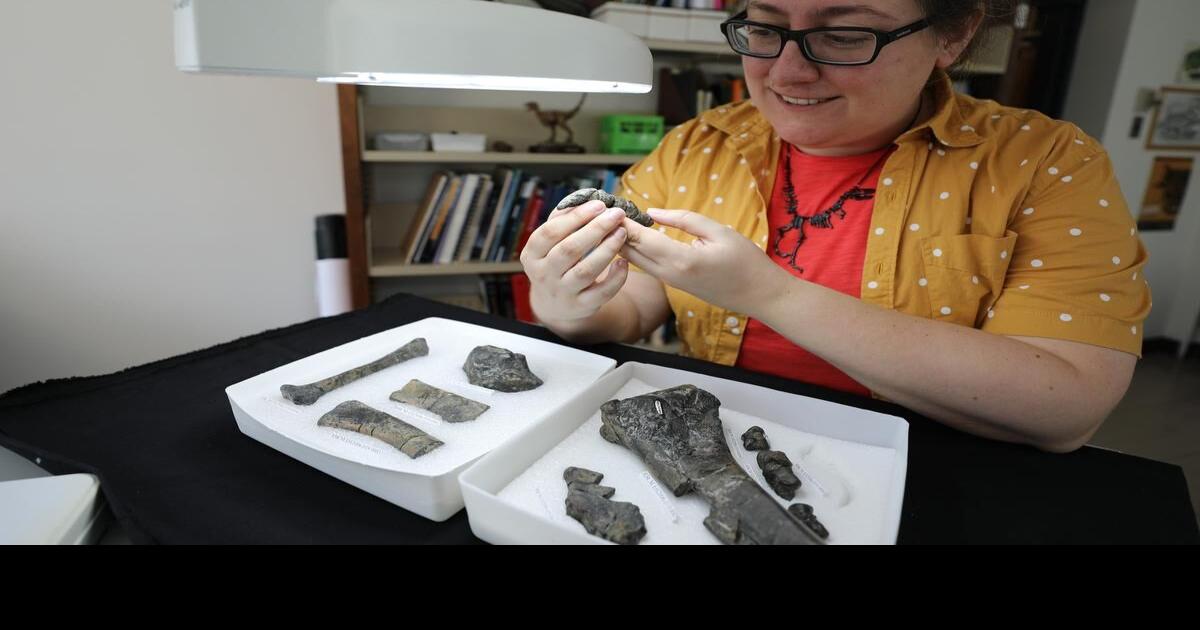 Bones found almost 50 years ago recognized as B.C.’s first dinosaur species