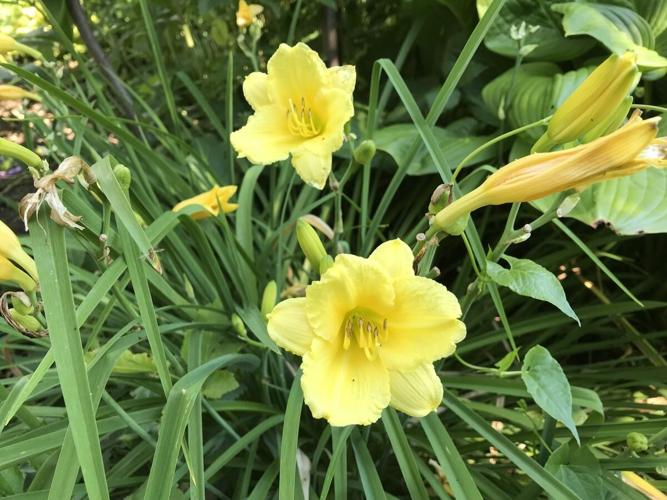 These six flowers are blooming right now. And they make a lot of scents