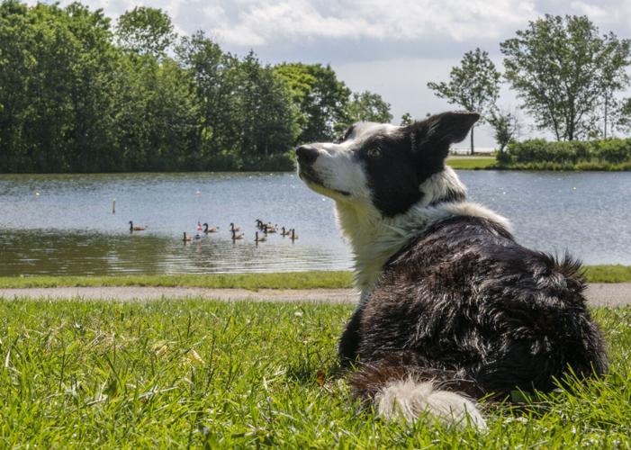 Geese police use dogs, oil and transport vehicles to keep Toronto’s ...