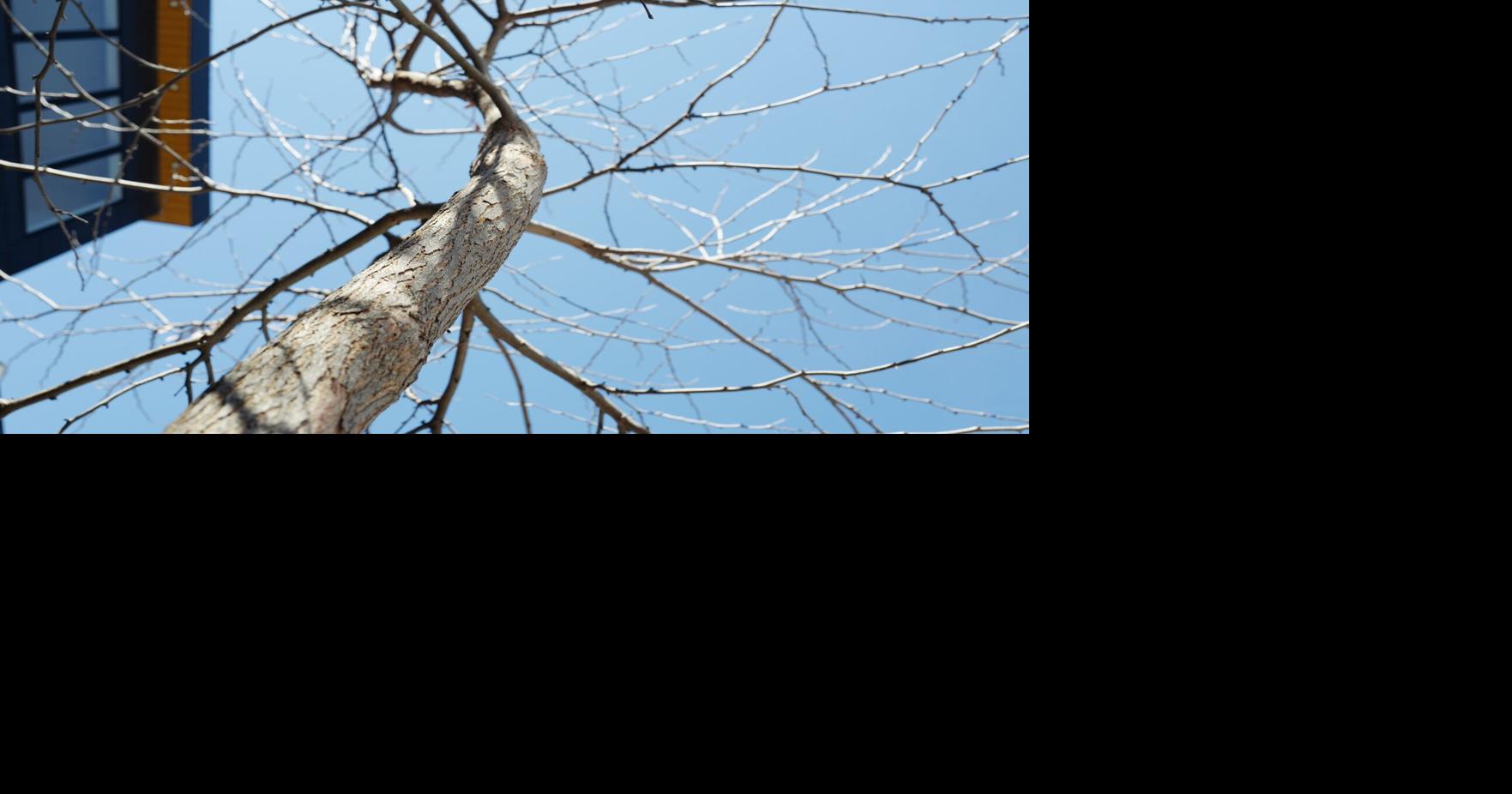 Toronto’s newest tourist attraction? A tree named Rodney